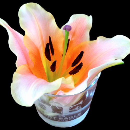 Tyler Phelps - Joy lyrics | Musixmatch