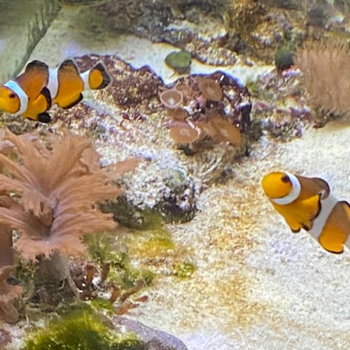 runo plum - Syrup Clown lyrics | Musixmatch