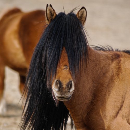 CABALLERO KNIGHT - Cavallo Caballo Lyrics | Musixmatch